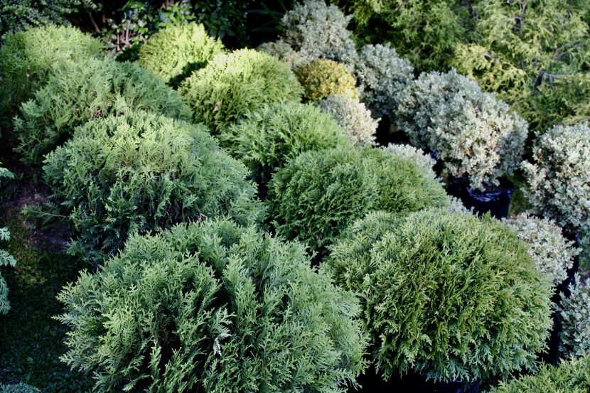 THUJA ORIENTALIS ROSEDALIS COMPACTA – VIVEROS